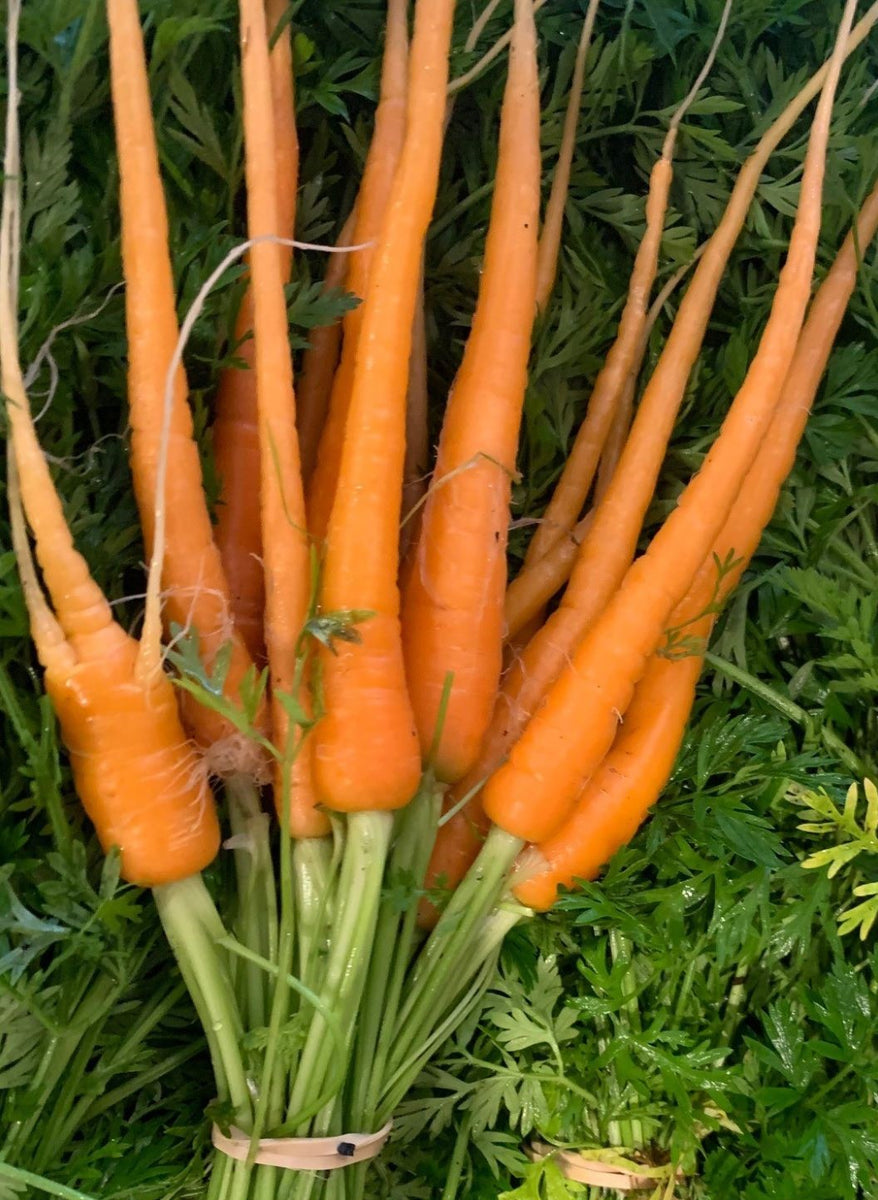 Root Vegetables – Six Acres Farm