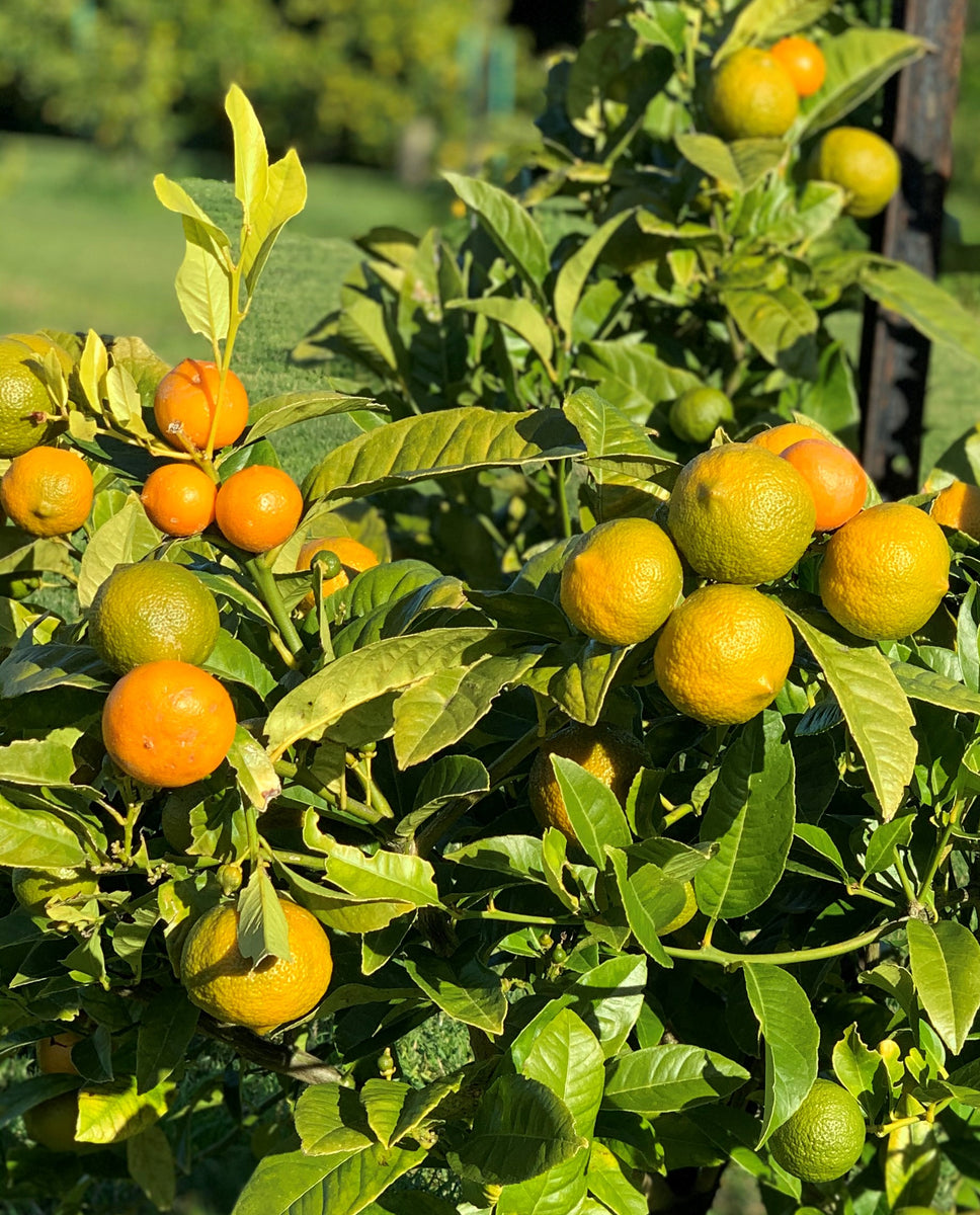 Lime - Rangpur (500gm) – Six Acres Farm